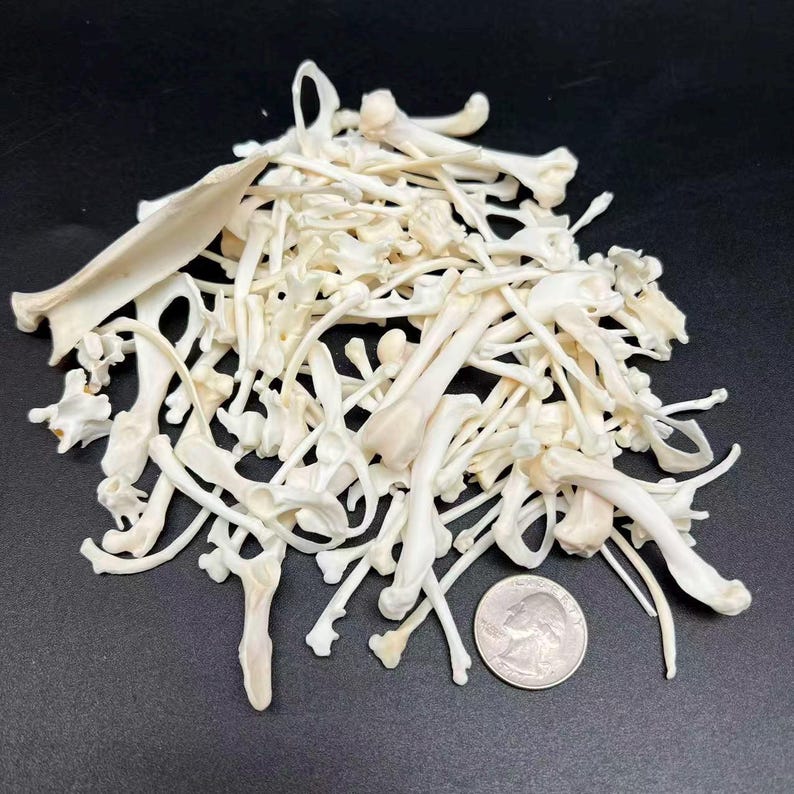 10pc Assorted Natural Small Bones for Bone Crafts, Fox & Mink Animal ...