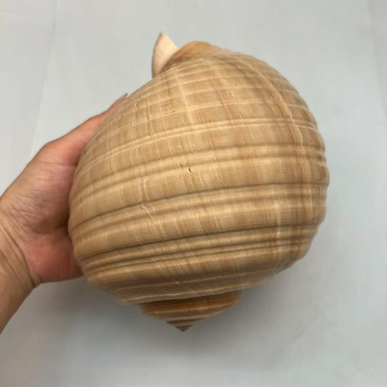 Giant Tun Shell: 7" Tonna Galea Seashell, Coastal Decor - Etsy