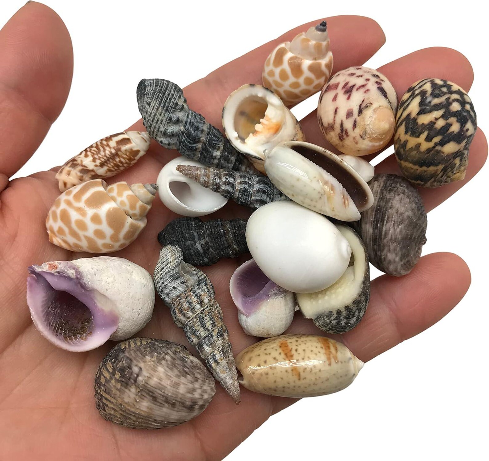Indian Ocean Mixed Sea Shells: Craft & Wedding Decor (6oz) - Etsy