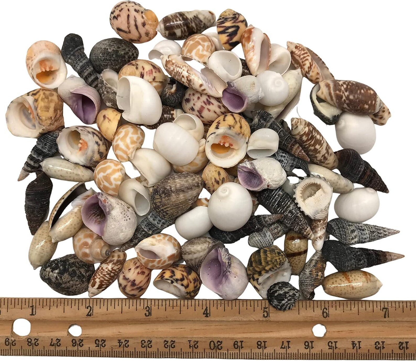 Indian Ocean Mixed Sea Shells: Craft & Wedding Decor (6oz) - Etsy