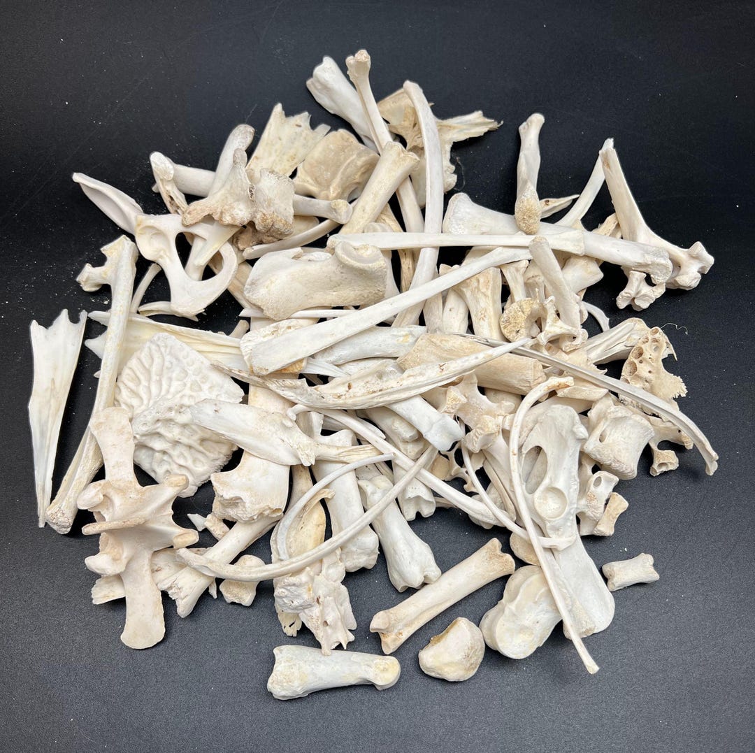 10pc Assorted Natural Small Bones for Bone Crafts 1/4" ~ 6" - Etsy