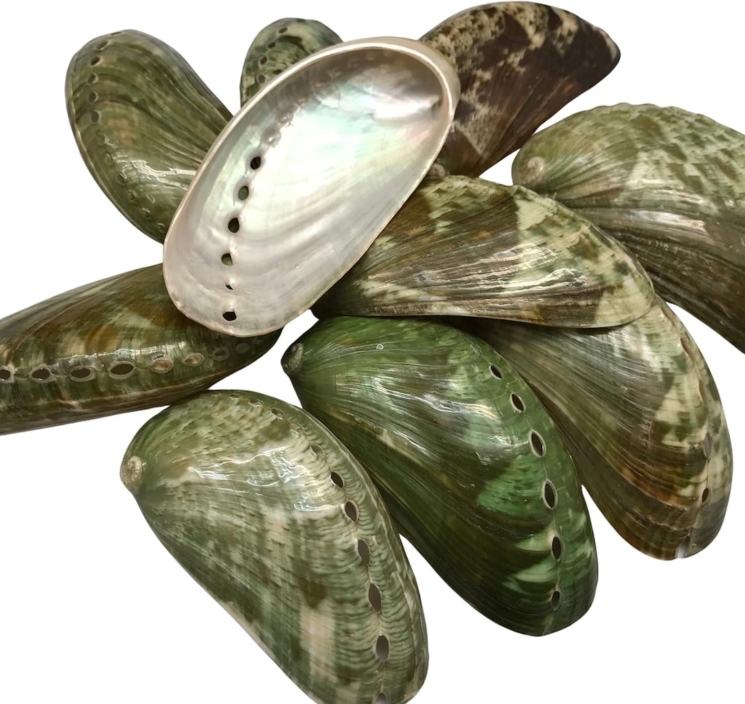 10 PC Polishing Natural Green Donkey Ear Abalone Sea Shells, 2-1/2 Inch ...
