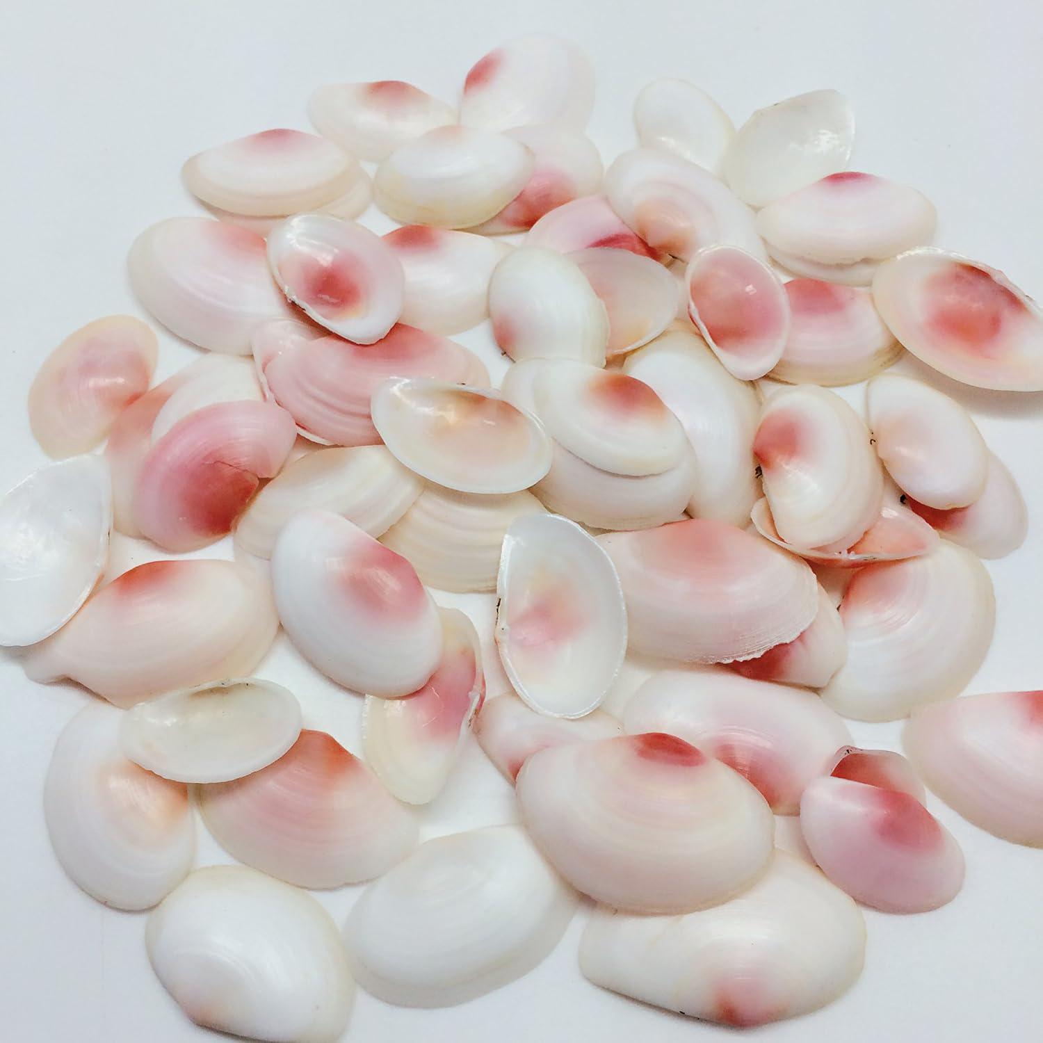 Pink Clam Sea Shells: Craft Supply, 4 Oz, 70 Pieces - Etsy