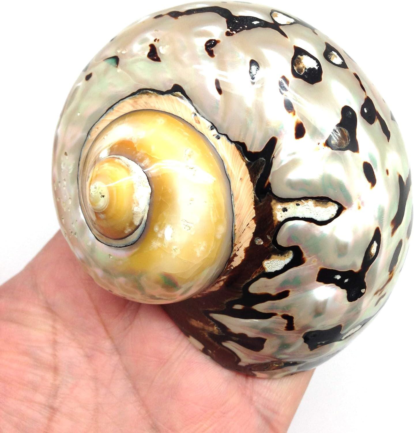 Banded Jade Turbo Sea Shell: Large Hermit Crab Supplies (3.5-4 Inch) - Etsy