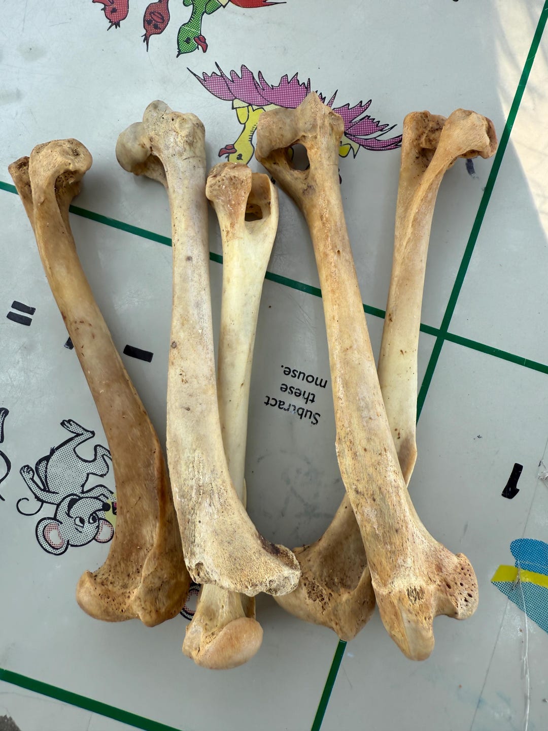 Natural Small Bones, Coyote Humerus Leg Bones for Crafts Knife Handle ...