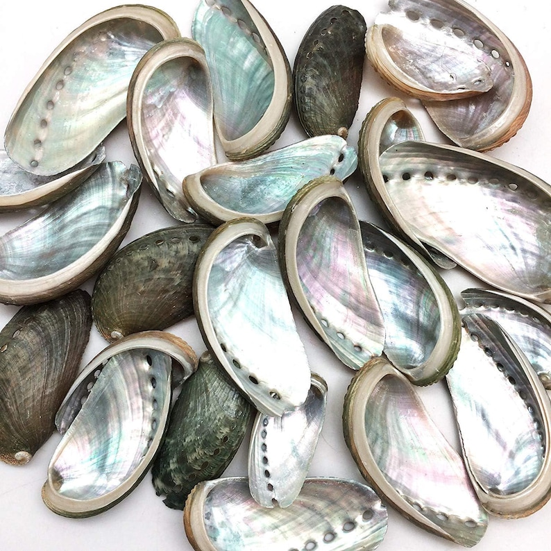 25 PC Natural Green Donkey Ear Abalone Sea Shells, 2 Inch ~ 3 Inch - Etsy