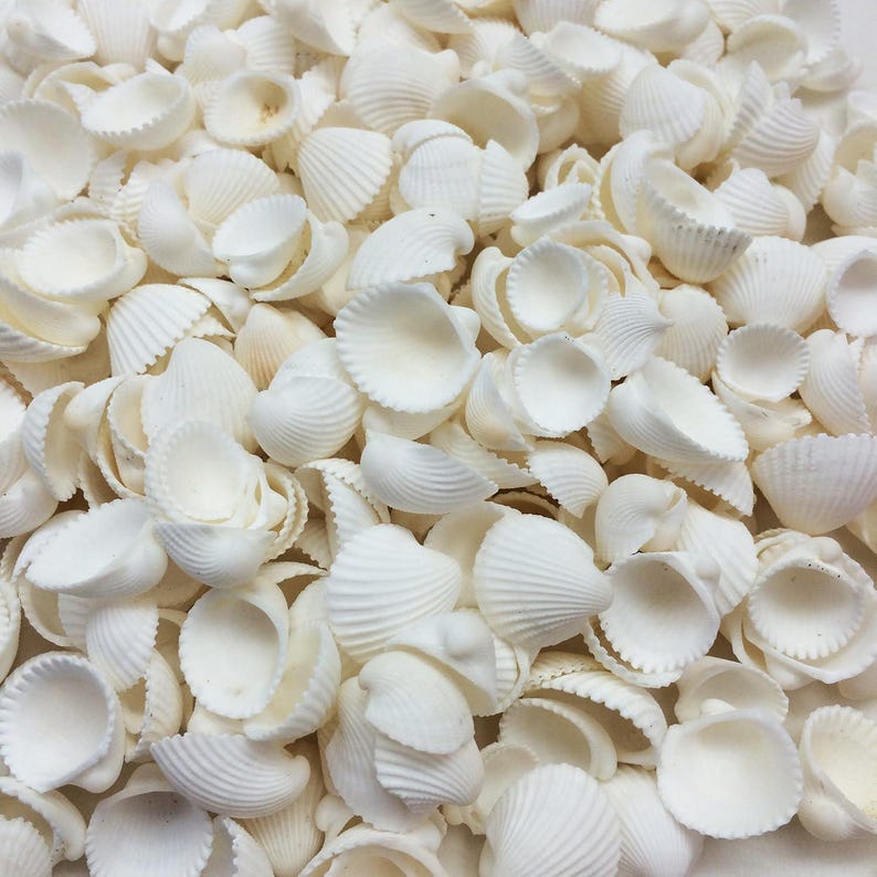 Small White Clam Rose Sea Shells, 8 OZ, 1/3 Inch ~ 3/4 Inch - Etsy