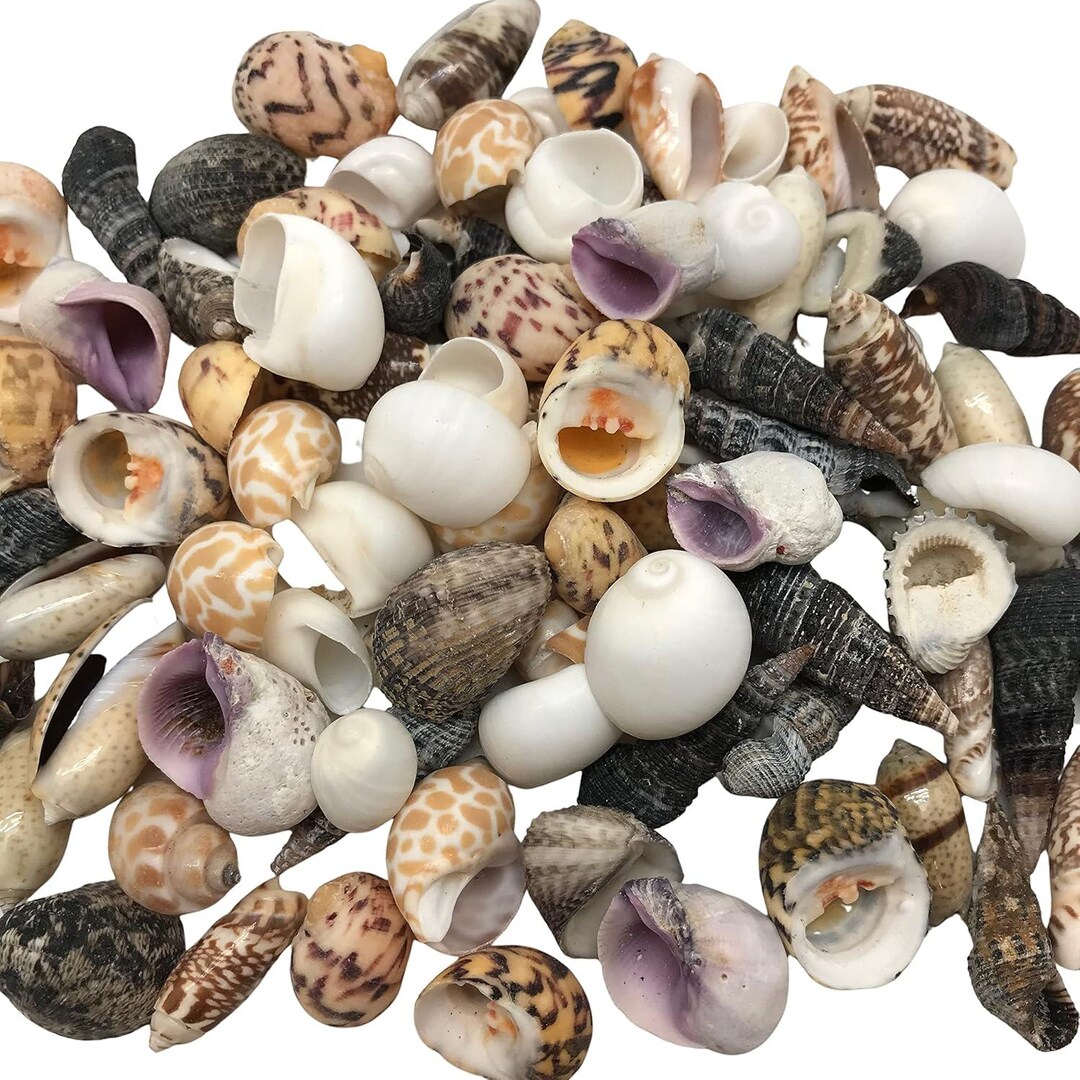 Indian Ocean Mixed Sea Shells: Craft & Wedding Decor (6oz) - Etsy