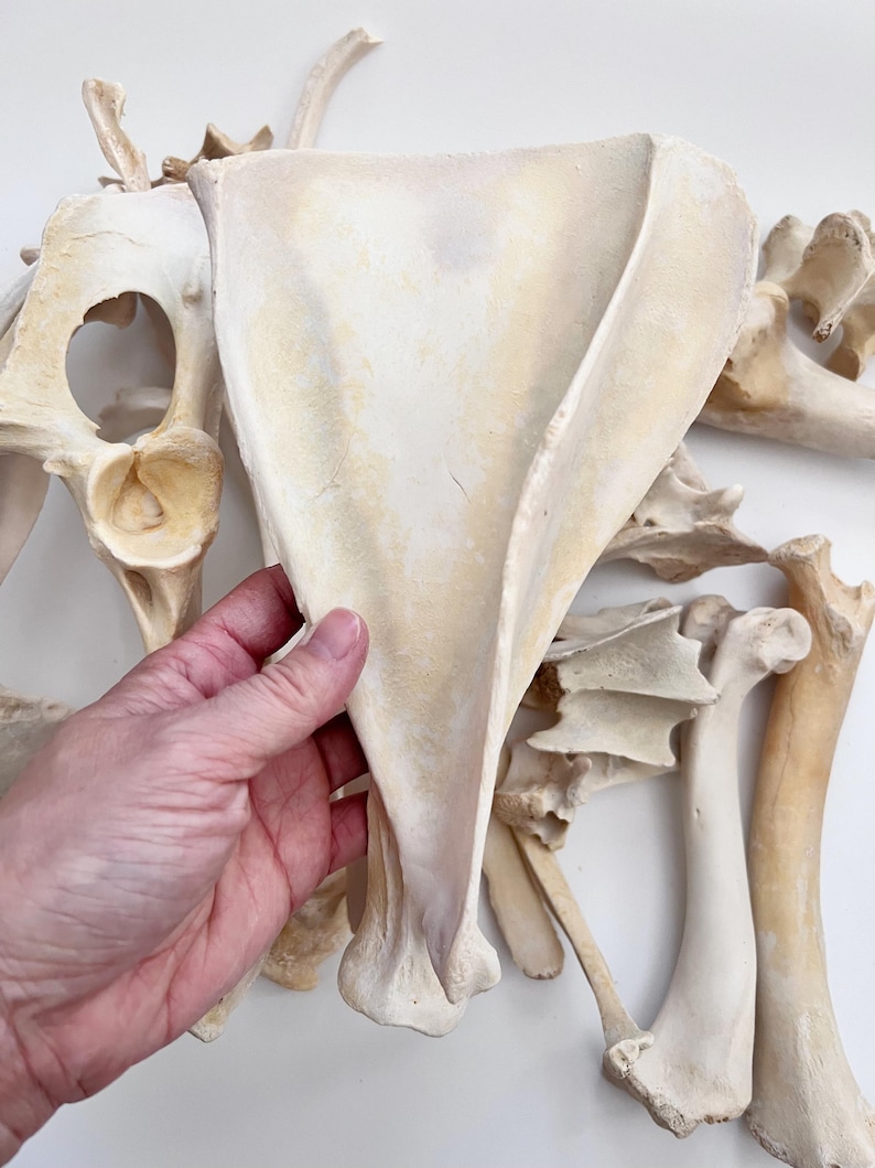 1 Pound Box Assorted Wild Boar Bones 1" - 8" for Bone Crafts - Etsy