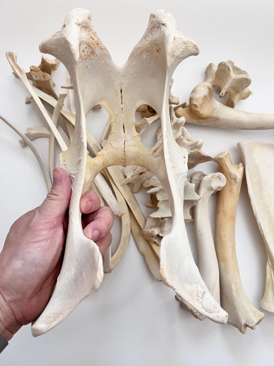 4 Pound Box Assorted Wild Boar Bones 1" - 8" for Bone Crafts - Etsy