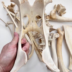 1 Pound Box Assorted Wild Boar Bones 1" - 8" for Bone Crafts - Etsy