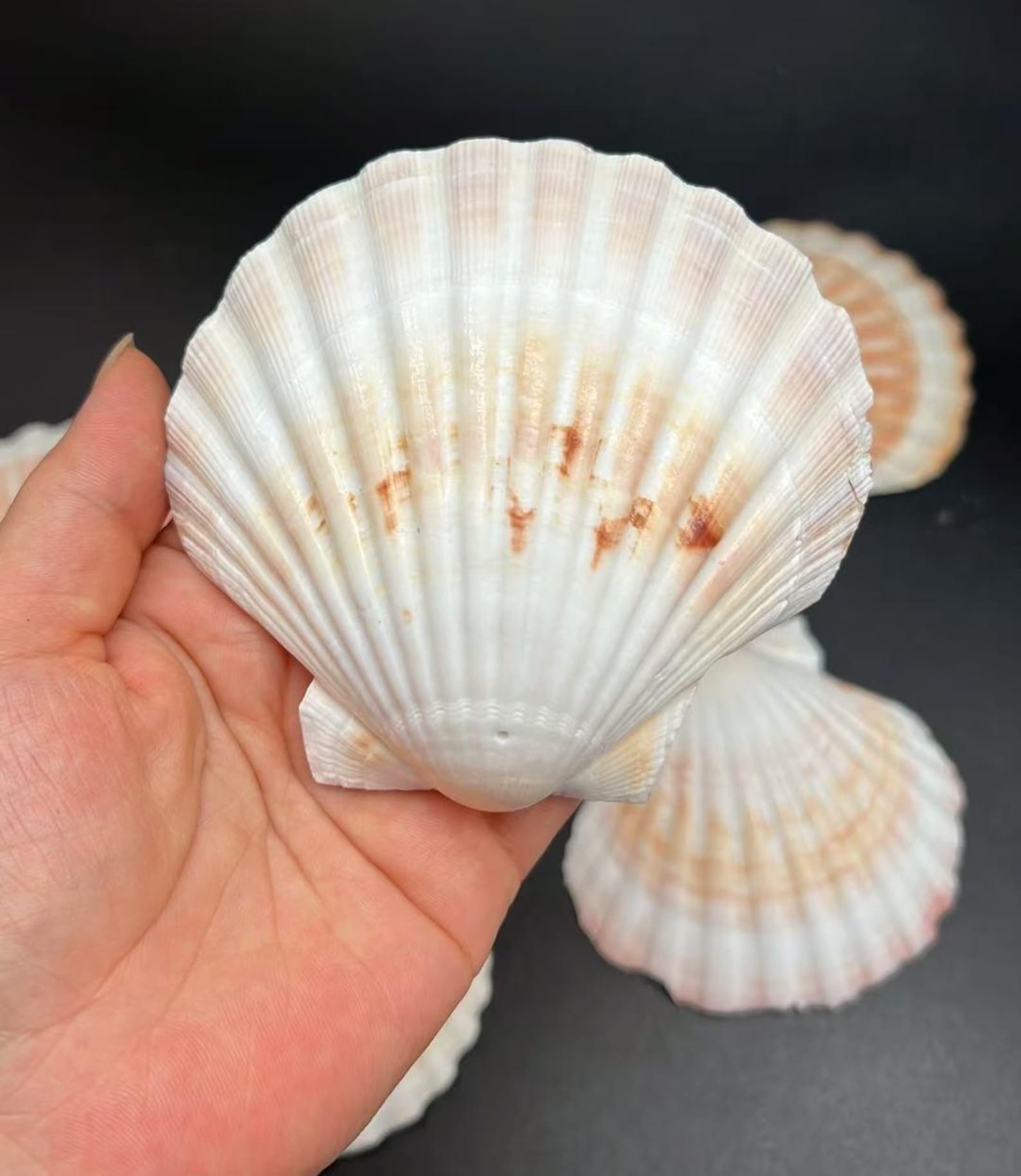Large Scallop Sea Shells, 3.5 - 4 Inch: Baking & Shell Craft, 6-piece ...