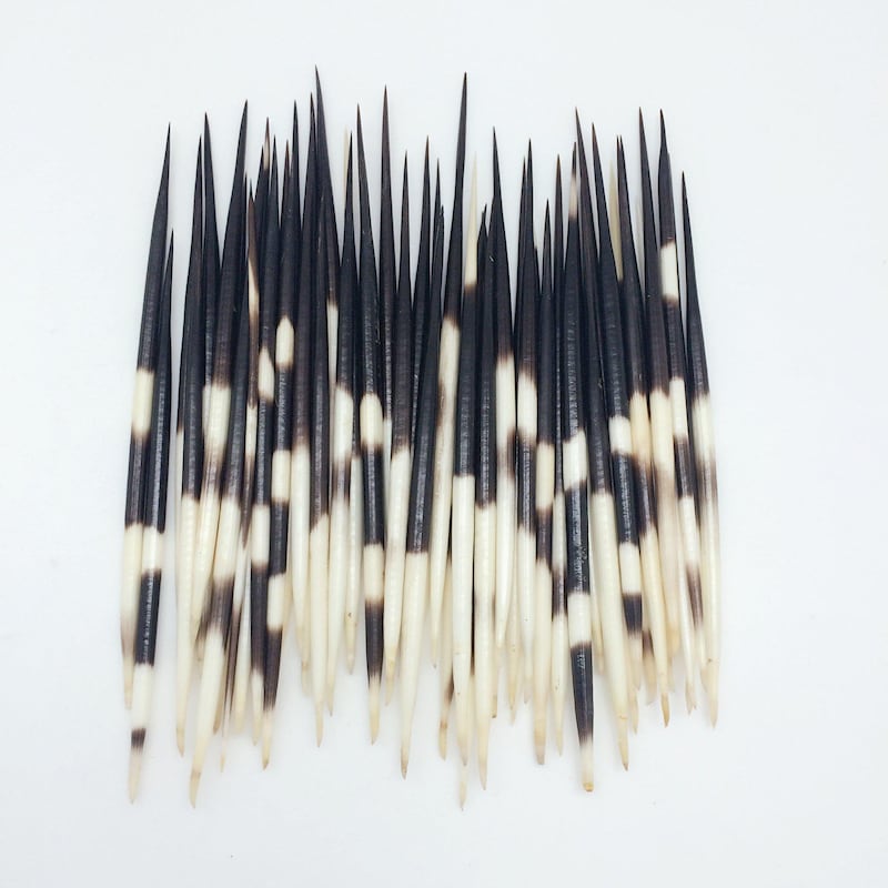 Porcupine Quills - Etsy