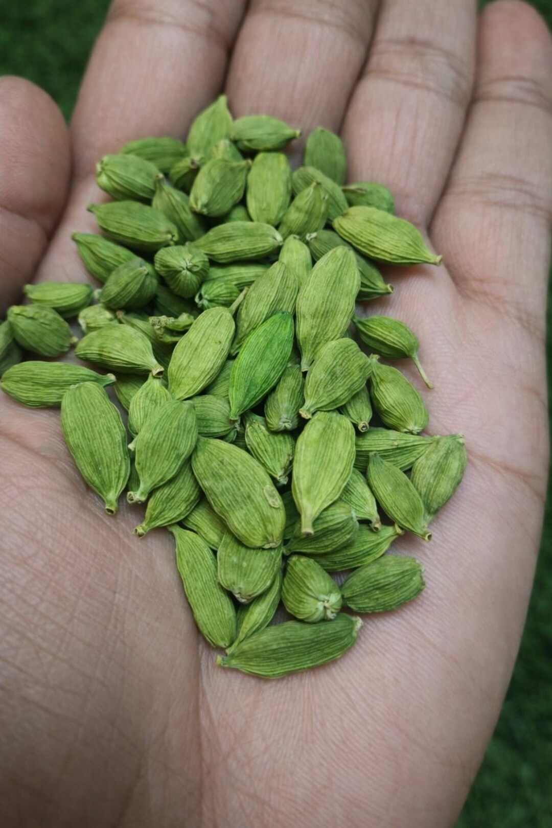 Green Cardamom Pods 220gm | Elaichi | Fresh Aromatic Spice for Cooking ...