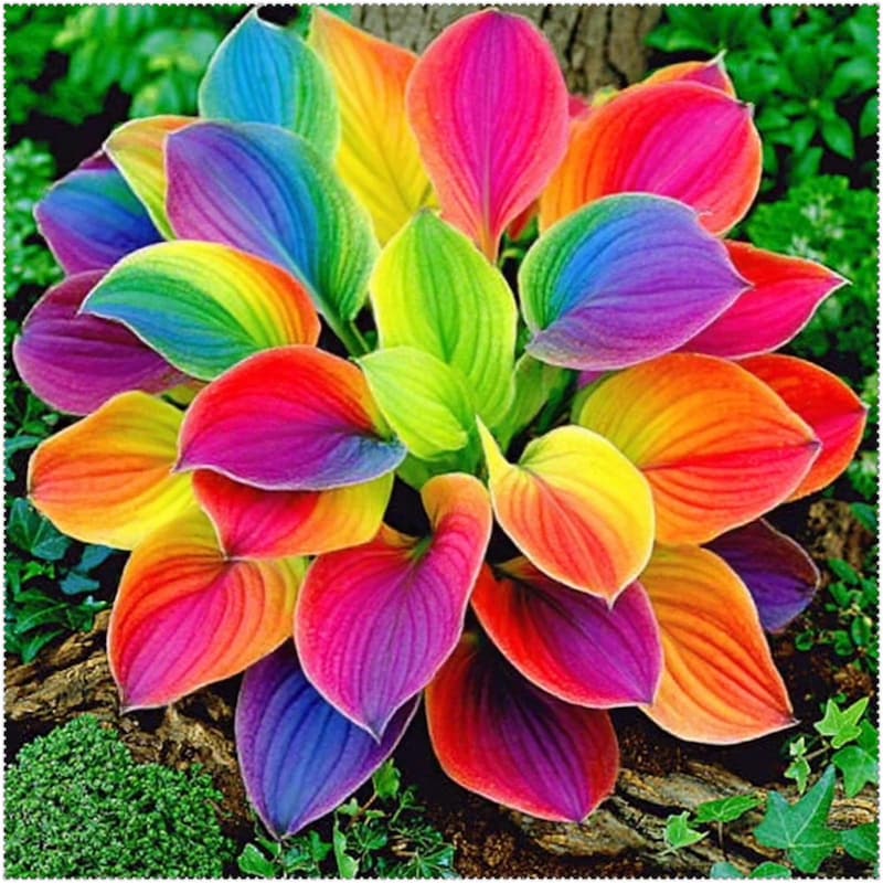 Hostas Rainbow - Etsy
