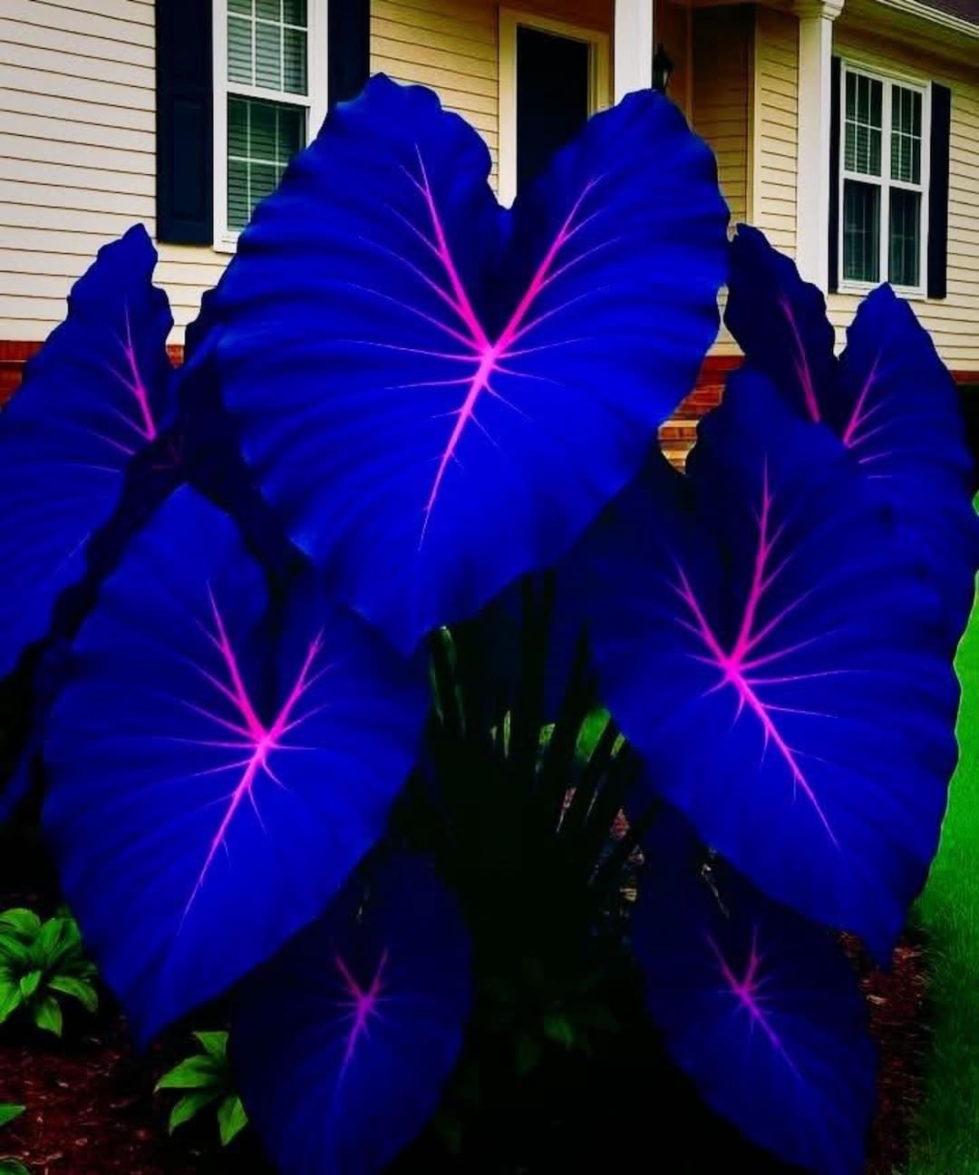 Blue Hosta Seeds, Perennial Shade Garden Plant - Etsy