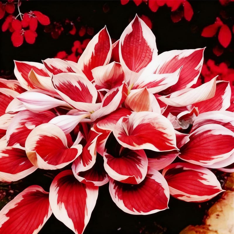 Premium Rare Hosta Seeds - Etsy