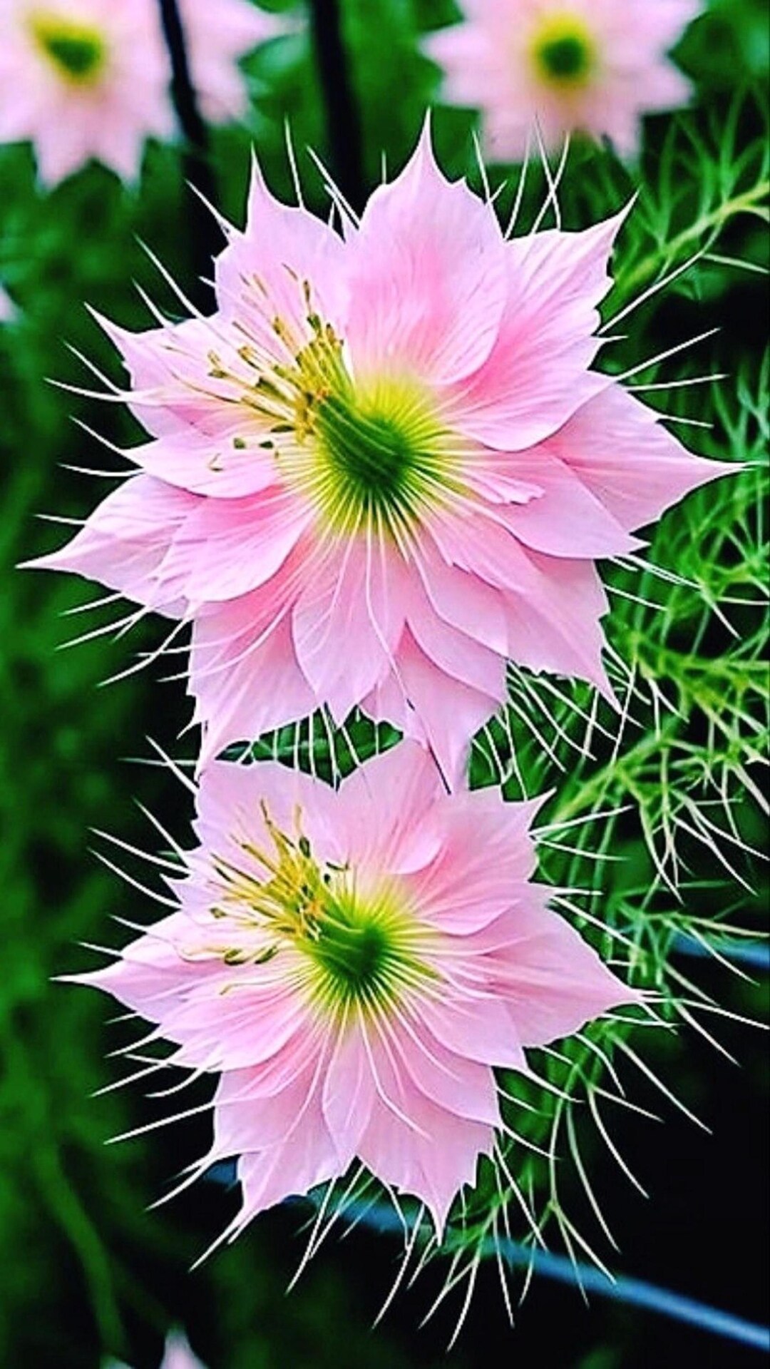 200 Miss Jekyll Double Nigella Seeds – Love in a Mist - Etsy