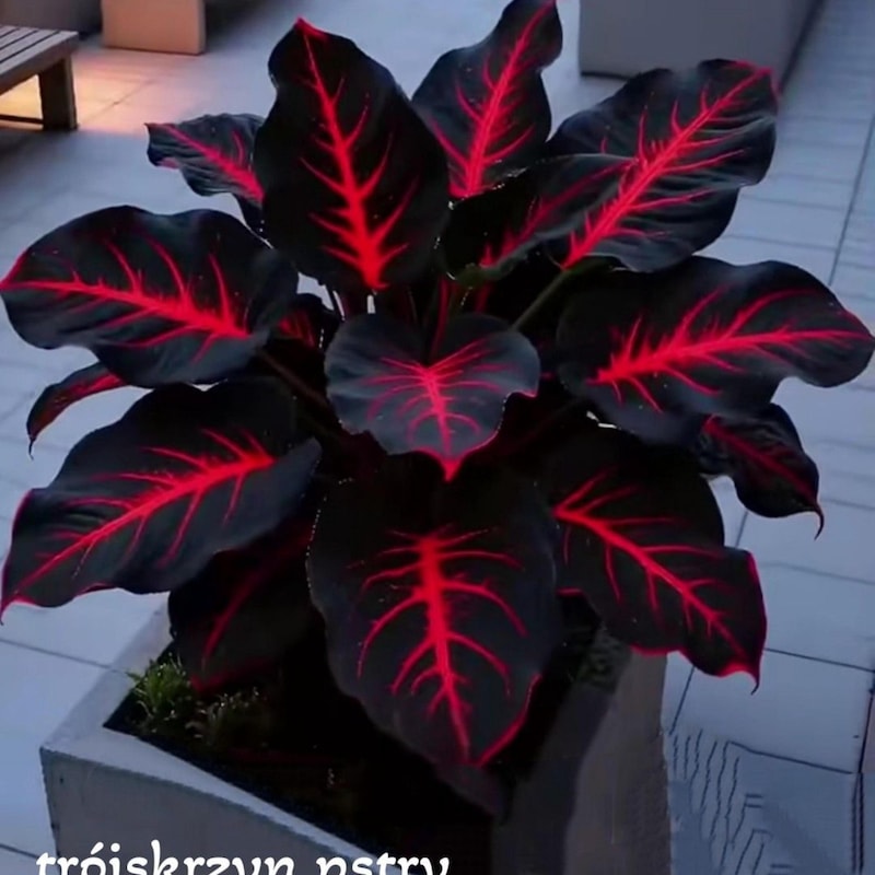 Black and Red Hosta Plants - Etsy