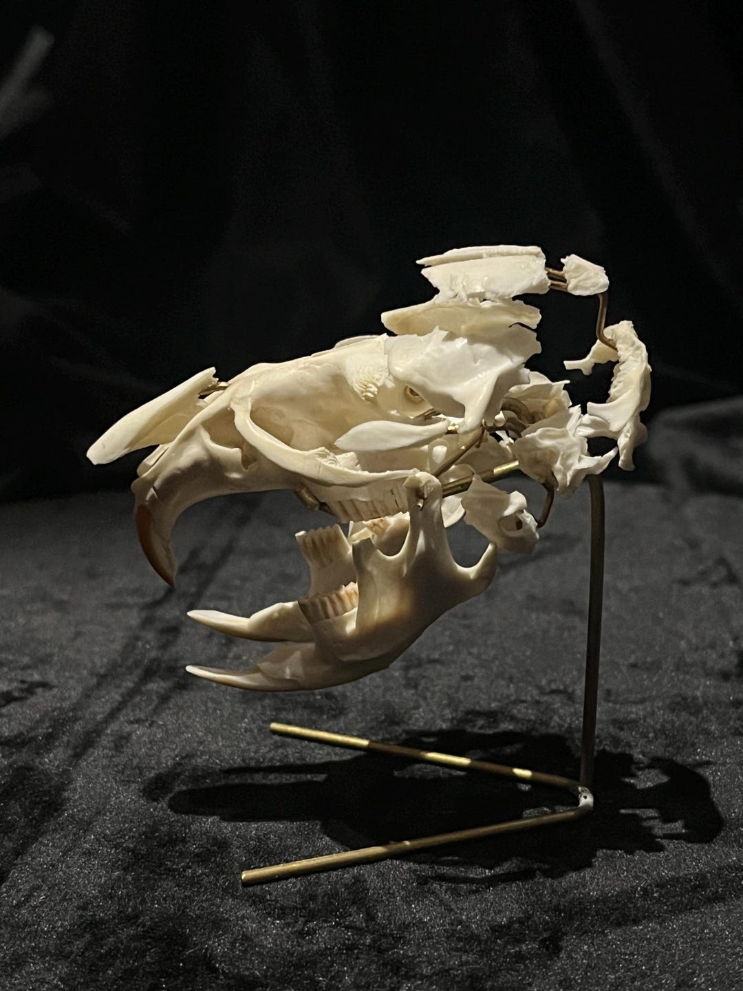 Muskrat Exploded Beauchene Skull - Etsy