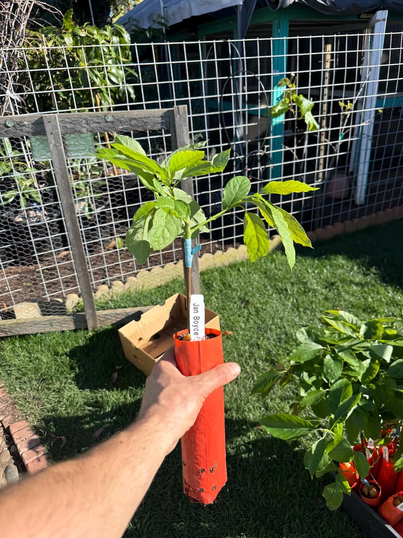 Avocado Trees, Grafted. Different Varieties Available - Etsy