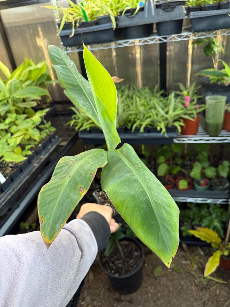 Grand Nain Banana Plant, “chiquita Banana” - Etsy
