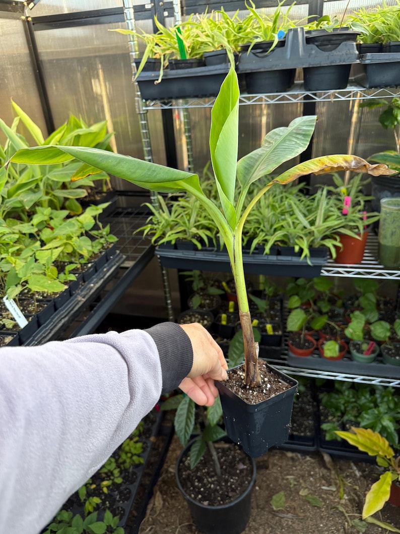 Grand Nain Banana Plant, “chiquita Banana” - Etsy