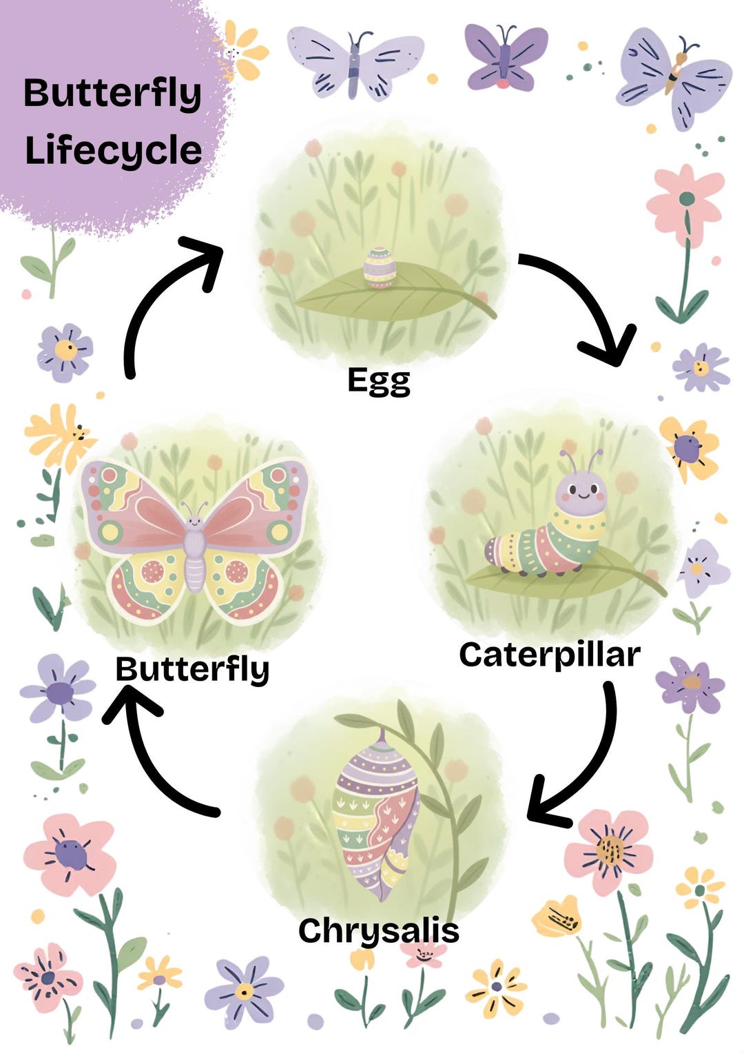 Lifecycle of the Butterfly - Etsy
