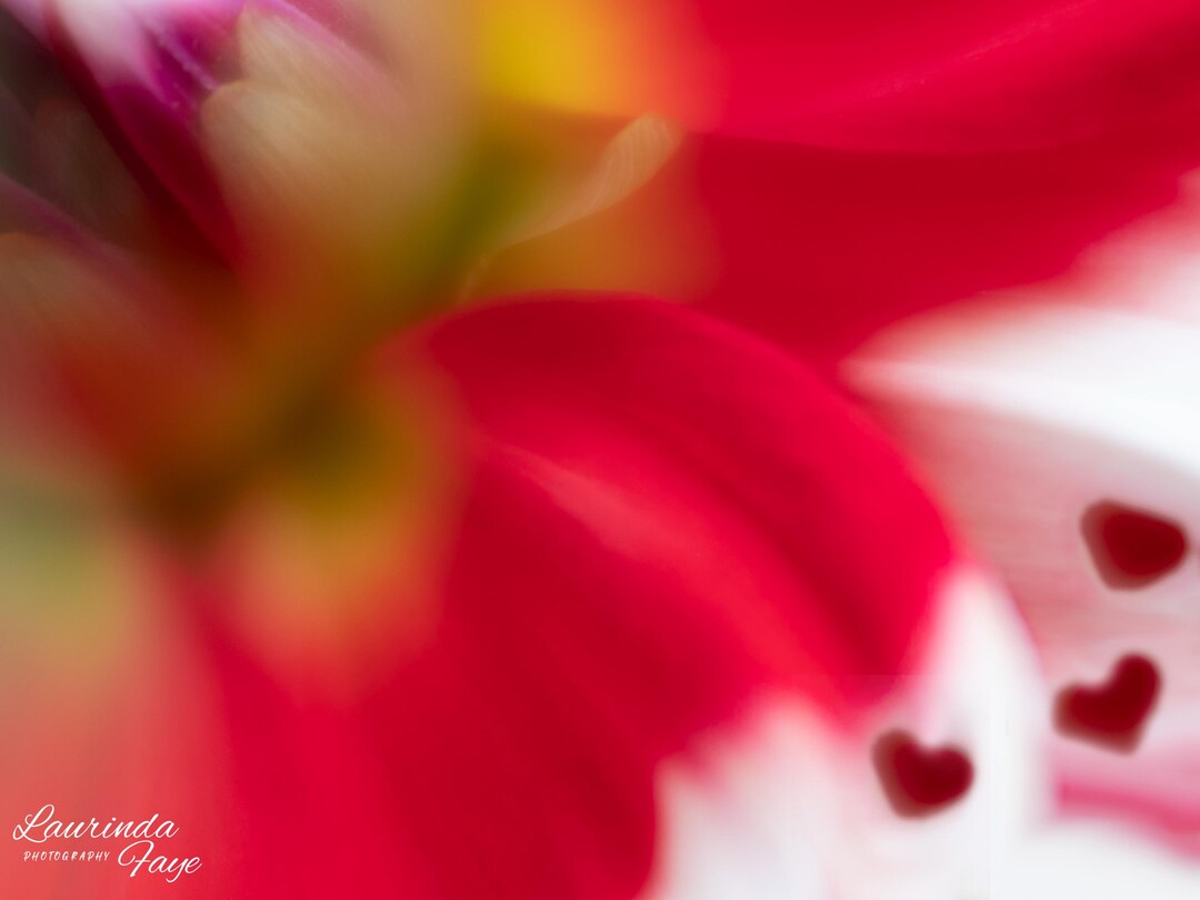 Red Hearts | Dahlia Wall Art| Abstract Close-up Bloom | Nature ...