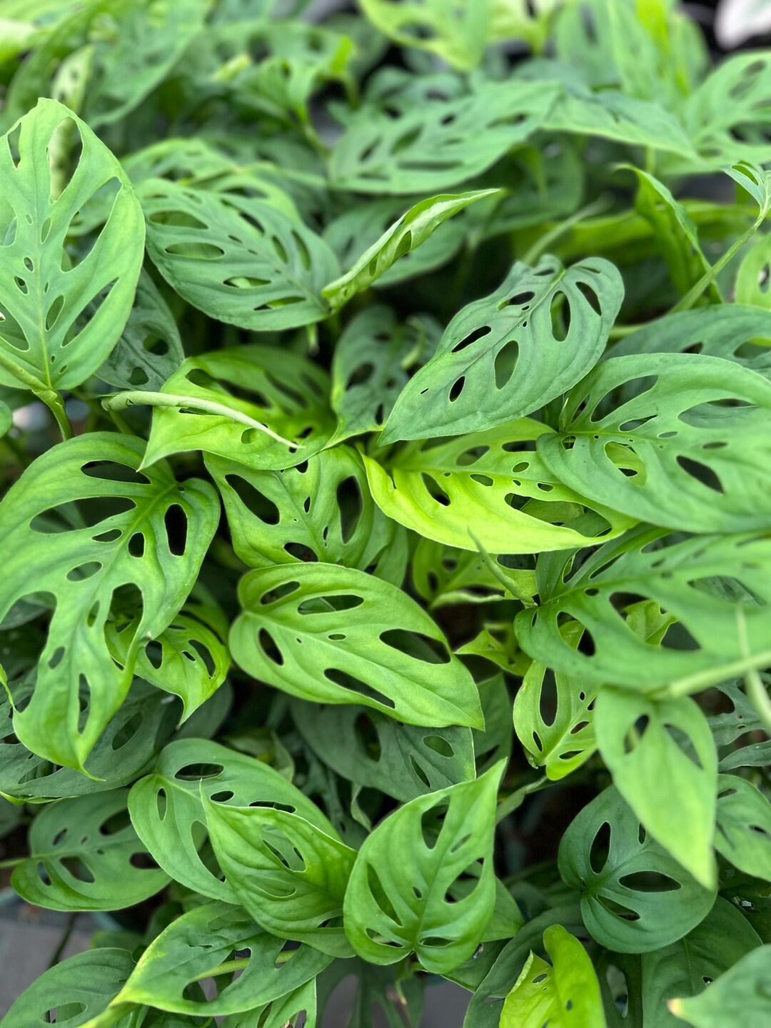 Monstera Adansonii: 4" Swiss Cheese Vine, Easy Care Houseplant - Etsy