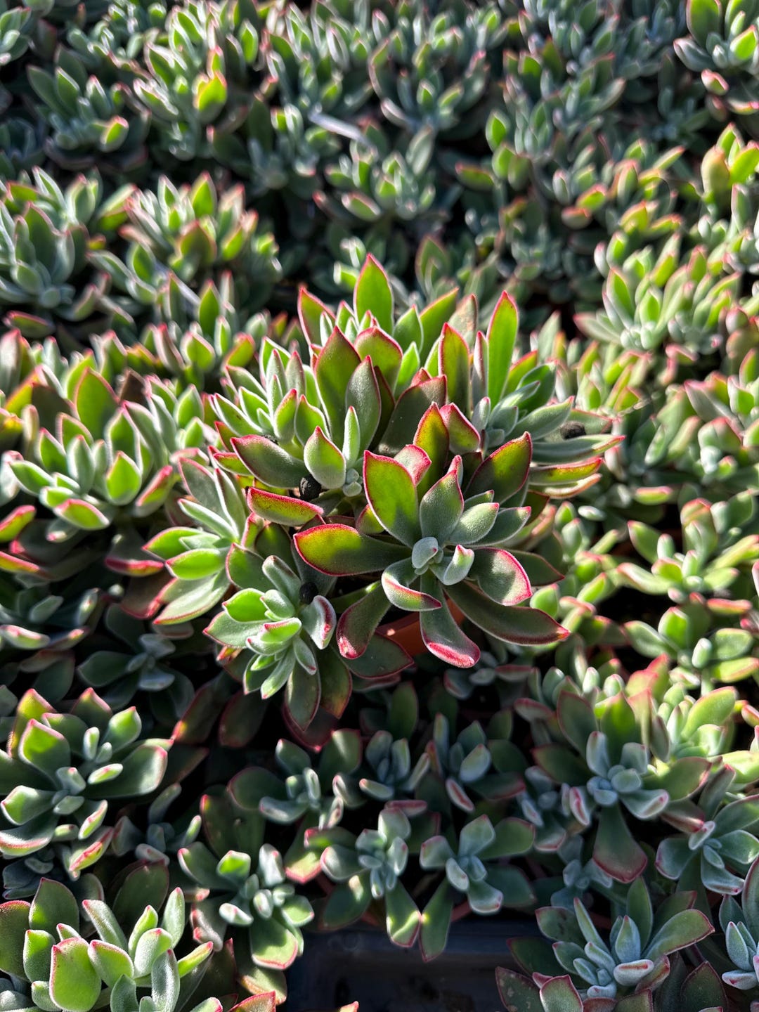 Echeveria Ruby Slippers 4” – Echeveria Harmsii, Red Edged Succulent ...