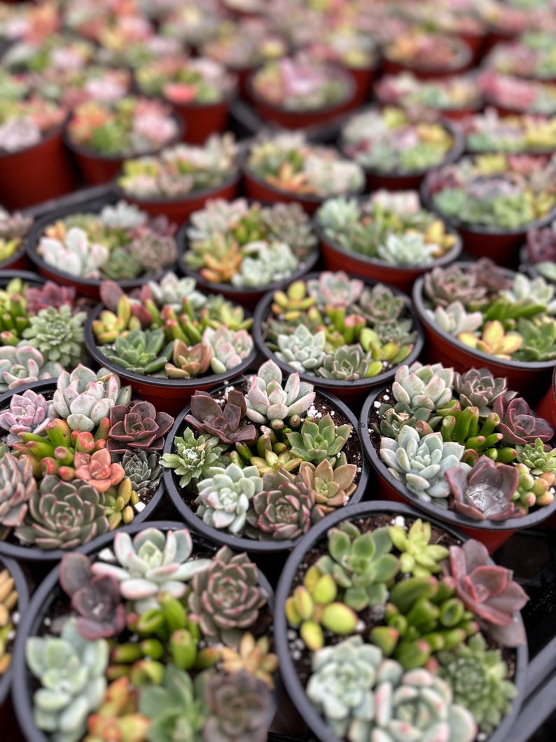 Succulent Combo Arrangement 4” – Assorted Live Succulents, Mini ...
