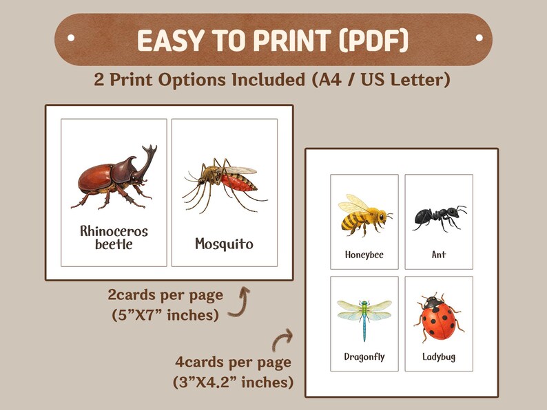 Insects Flash Cards | Montessori Nature Study (printable) - Etsy