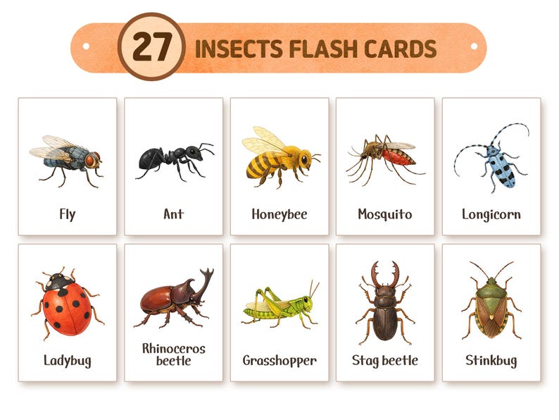 Insects Flash Cards | Montessori Nature Study (printable) - Etsy