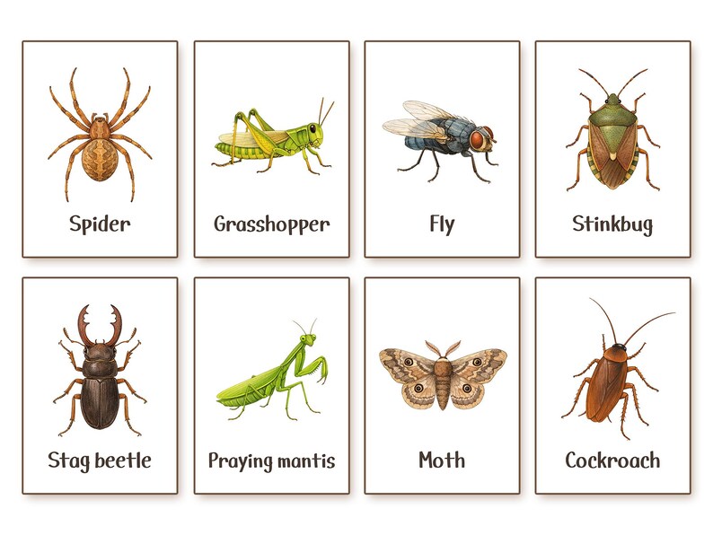 Insects Flash Cards | Montessori Nature Study (printable) - Etsy