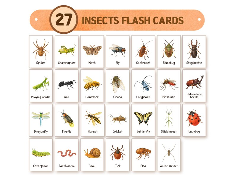 Insects Flash Cards | Montessori Nature Study (printable) - Etsy