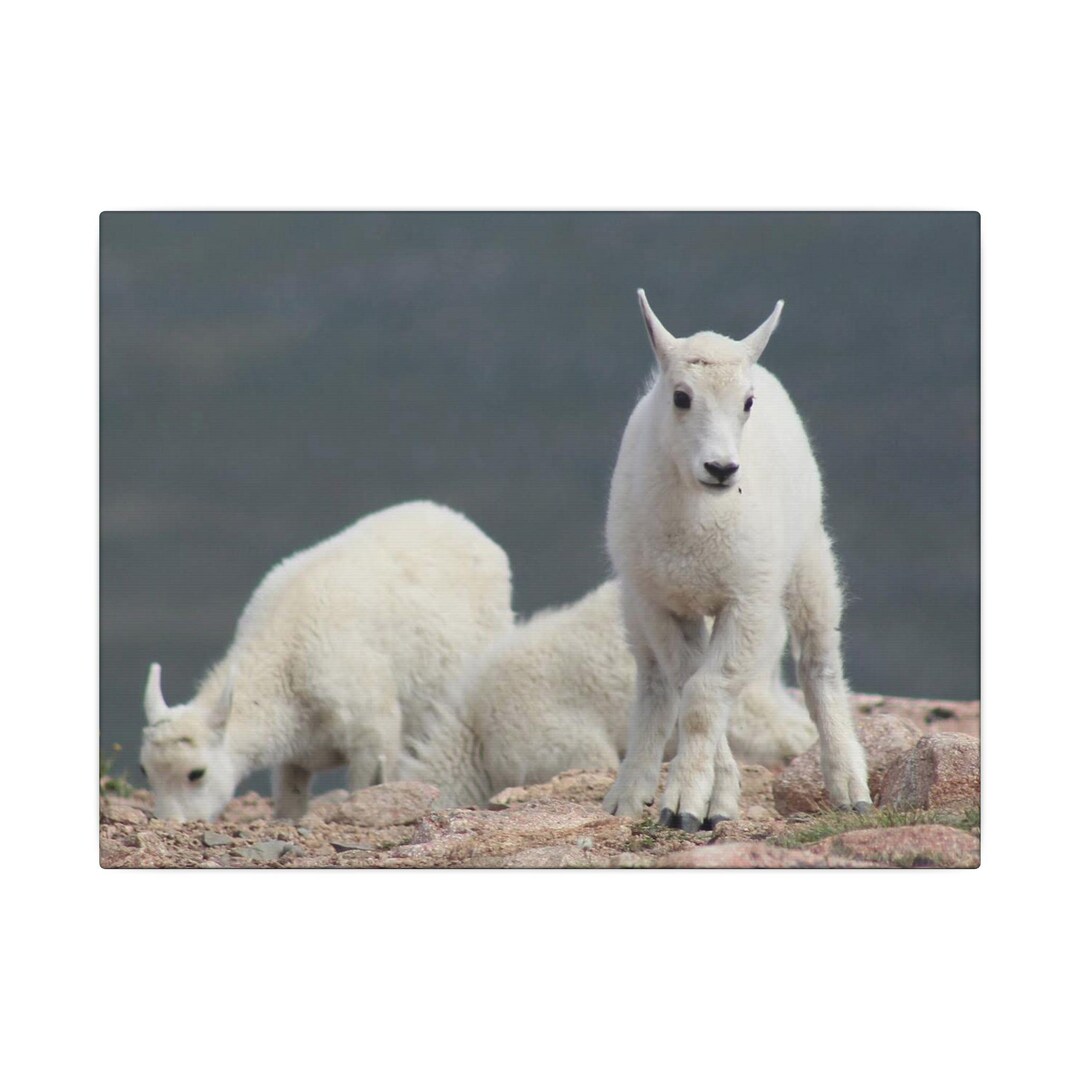 Mountain Goat Family Canvas - Etsy
