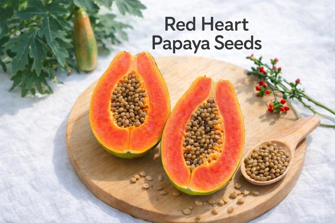 50 Red Heart Papaya Seeds - Creamy Sweet Papaya Fruit, Non-gmo for ...