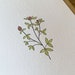 Red Clover Wildflower Letterpress Card - Etsy