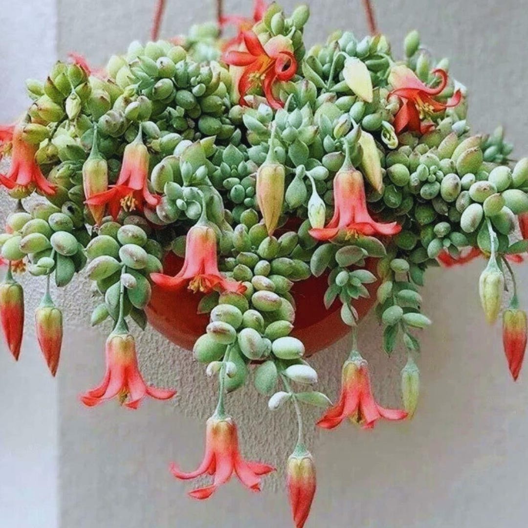 Cotyledon Pendens Rare Succulent Plant 25 Seeds - Etsy