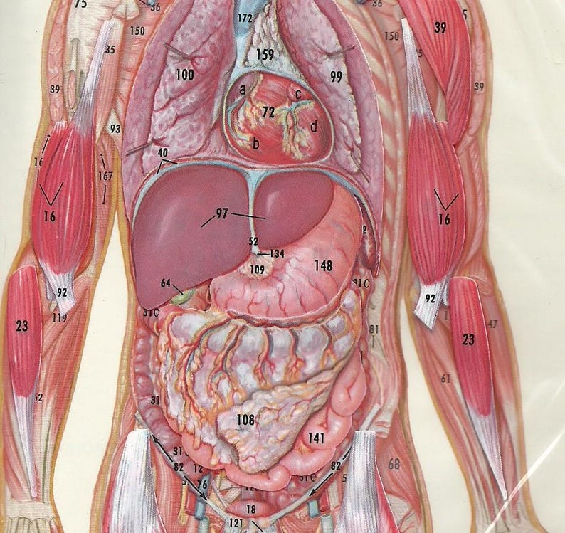 Vintage 1950s Booklet Transparent Human Anatomy Atlas | Better Homes ...