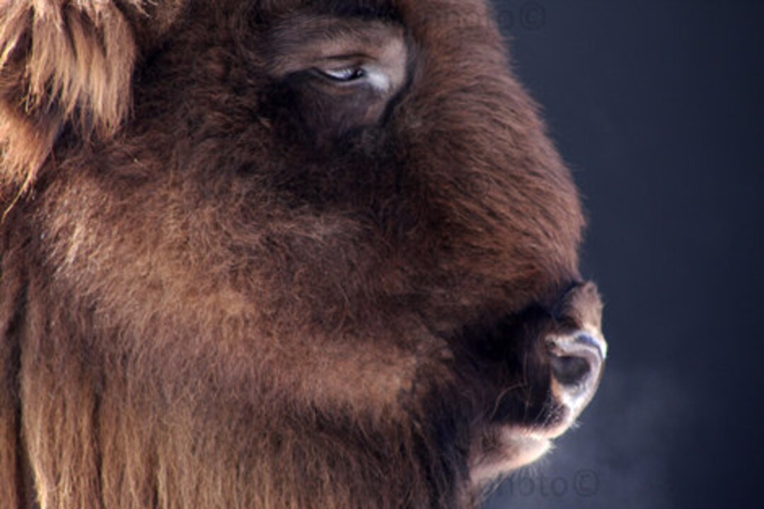 Bison Color Photograph - European Bison Photo - Bison Photograph ...
