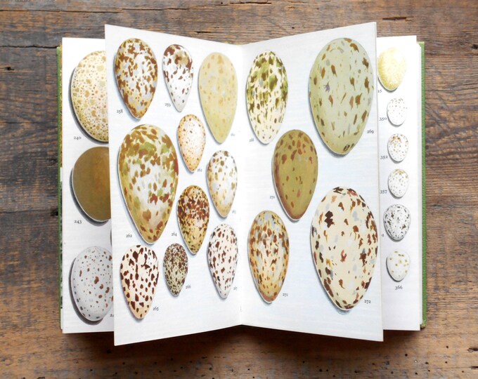 Bird Book, Nesting Birds Eggs and Fledglings by Winwood Reade and Eric ...