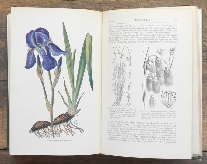 Vintage Botany Book From the 1930s - Etsy