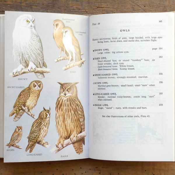 Vintage Bird Book - Etsy