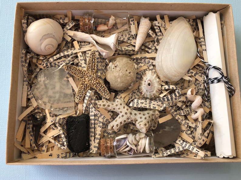 Ocean Curiosity Box- 13 Unique Natural Treasures- Oddities and ...