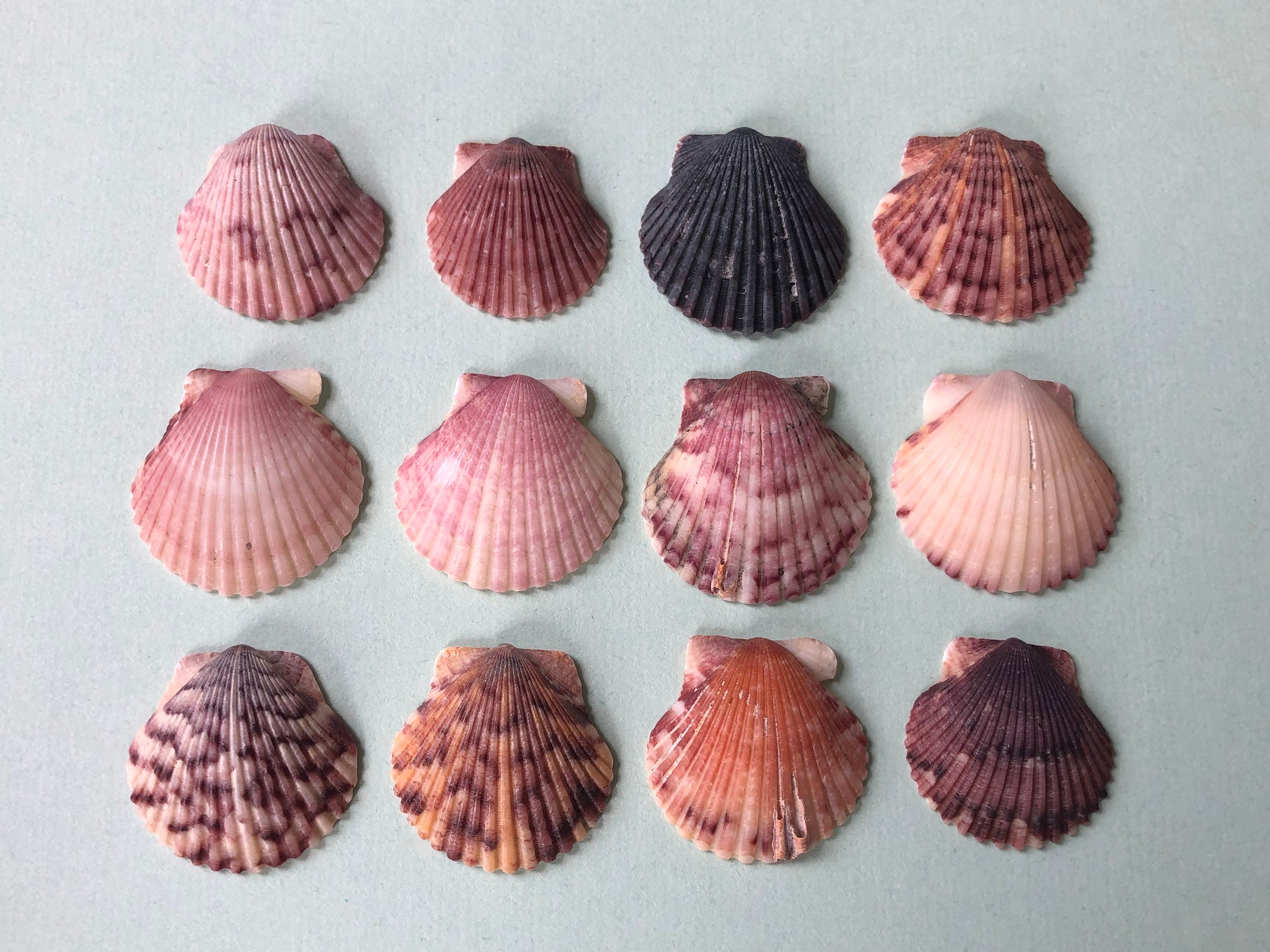 Lot of 12 Scallop Seashells Real North Carolina Atlantic - Etsy