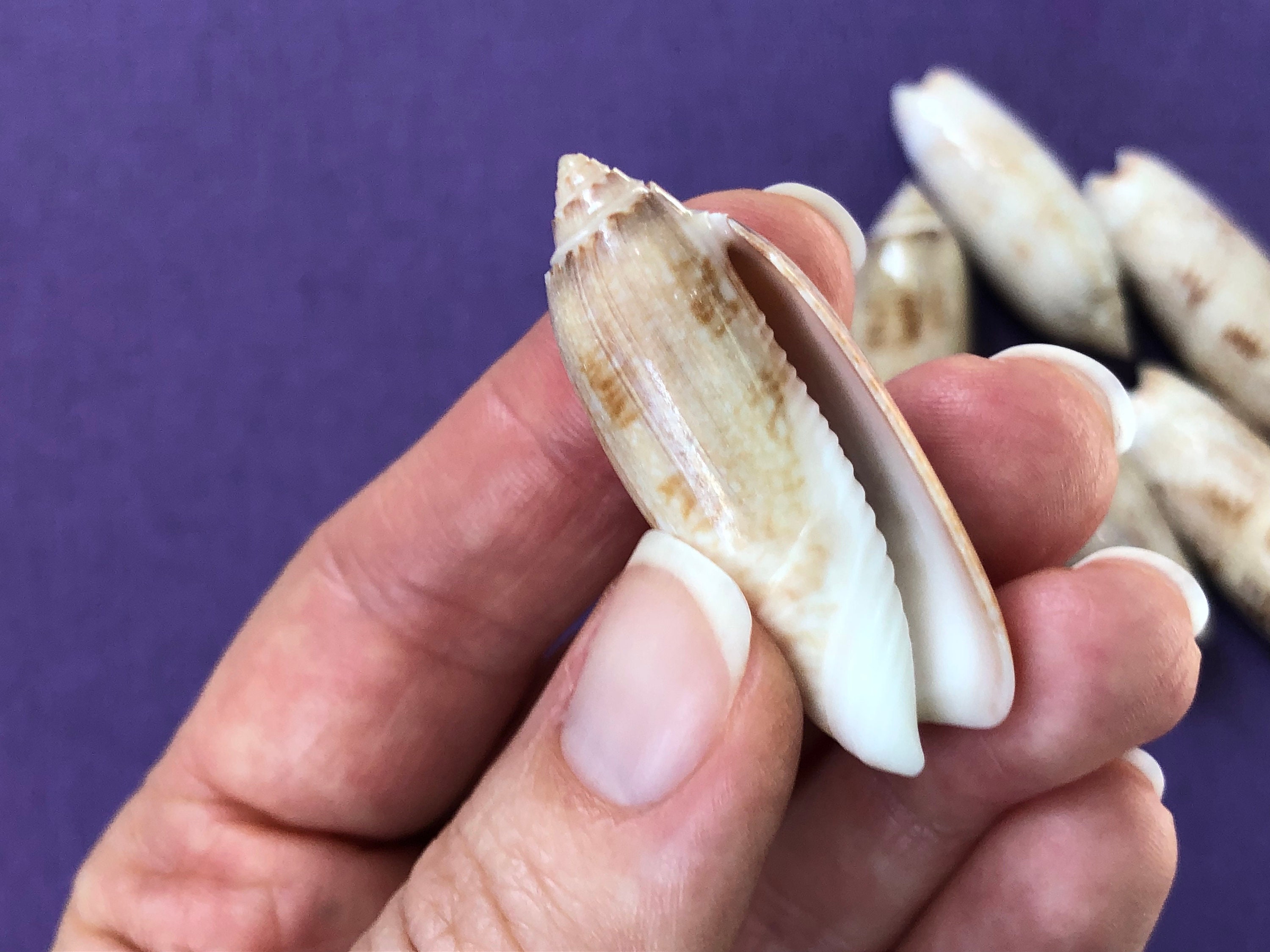 Lot of 6 Large Lettered Olive Seashells Natural Shells 1.5 Inches North ...