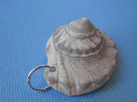Seashell Pendant Gray Whelk Seashell Spire Real North | Etsy