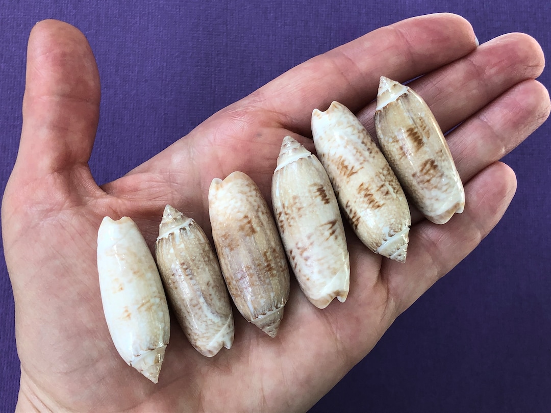Lot of 6 Large Lettered Olive Seashells- Natural Shells- 1.5 Inches ...